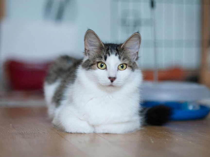 Ляля. Котенок-подросток с сердечком на носике