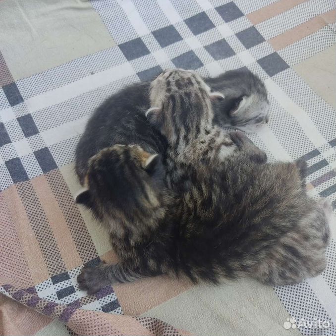 Отдам бесплатно котяток