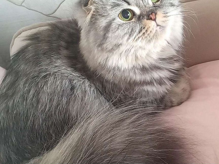 Кошечка ищет кота