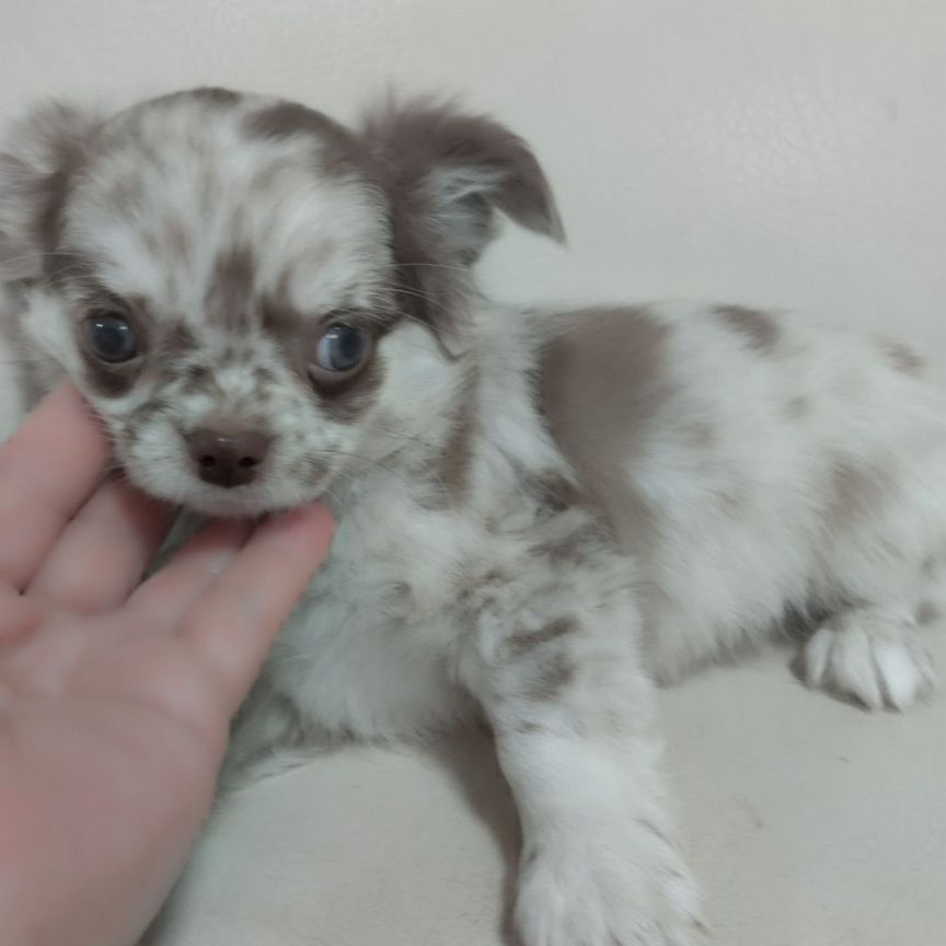 Чихуахуа, щенок