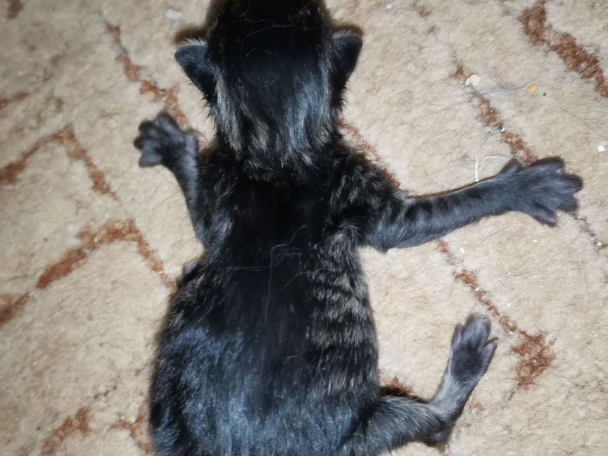 Красивые котики и кошечки