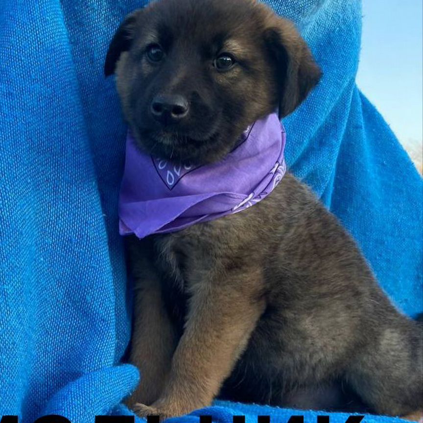 Щенок в добрые руки