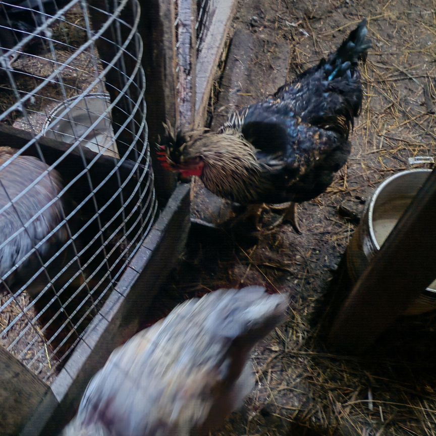 Породные петухи и курочки молодки