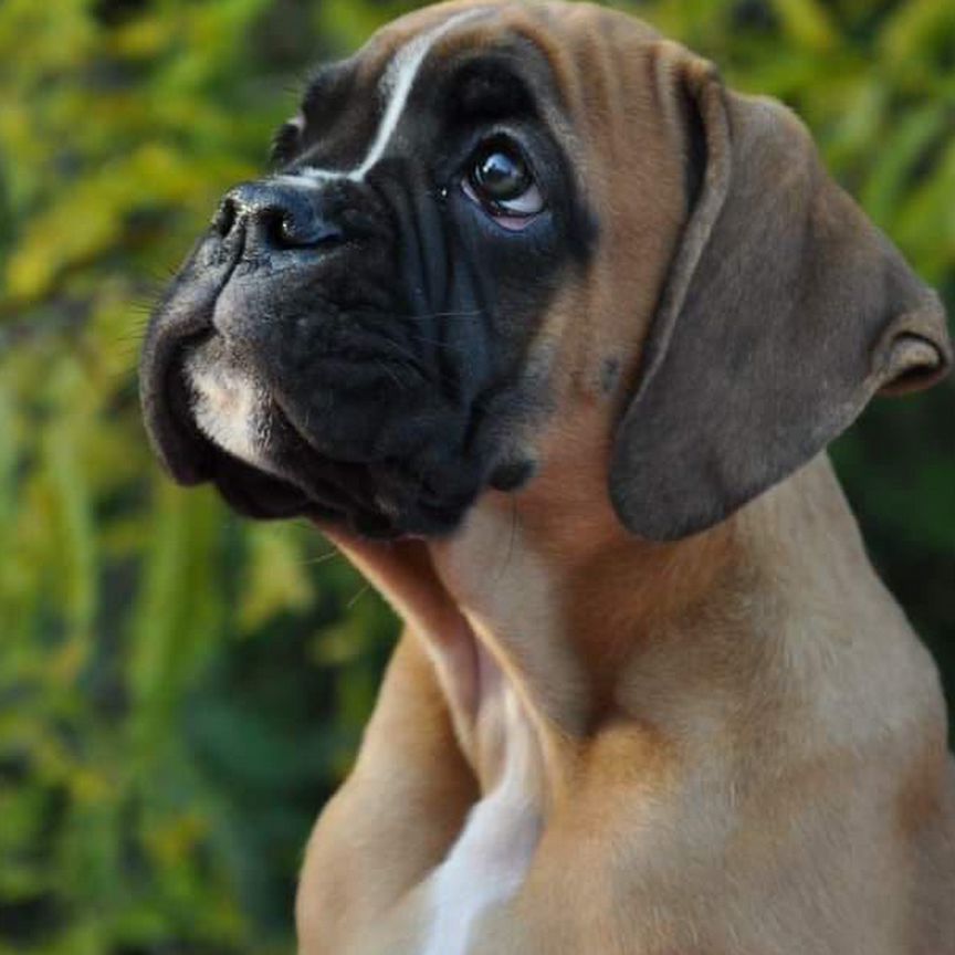 Щенки боксера