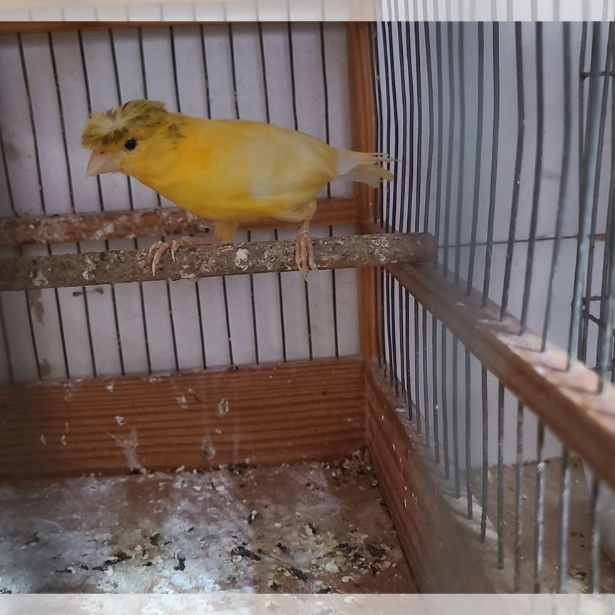 Кенар поющий этого года