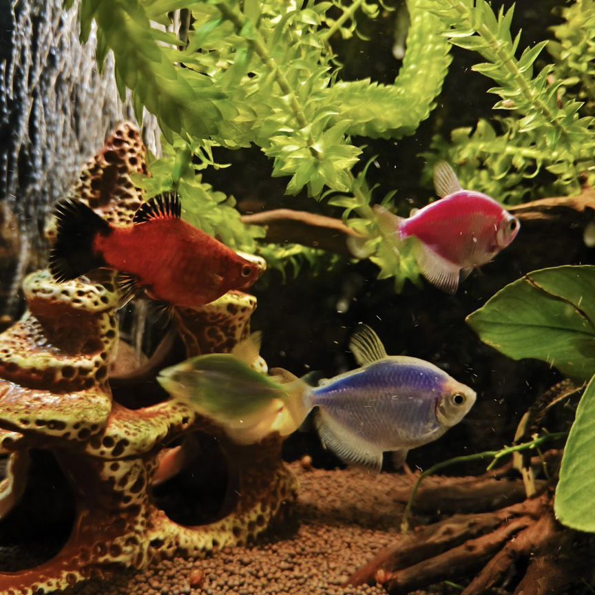 Аквариум с рыбками