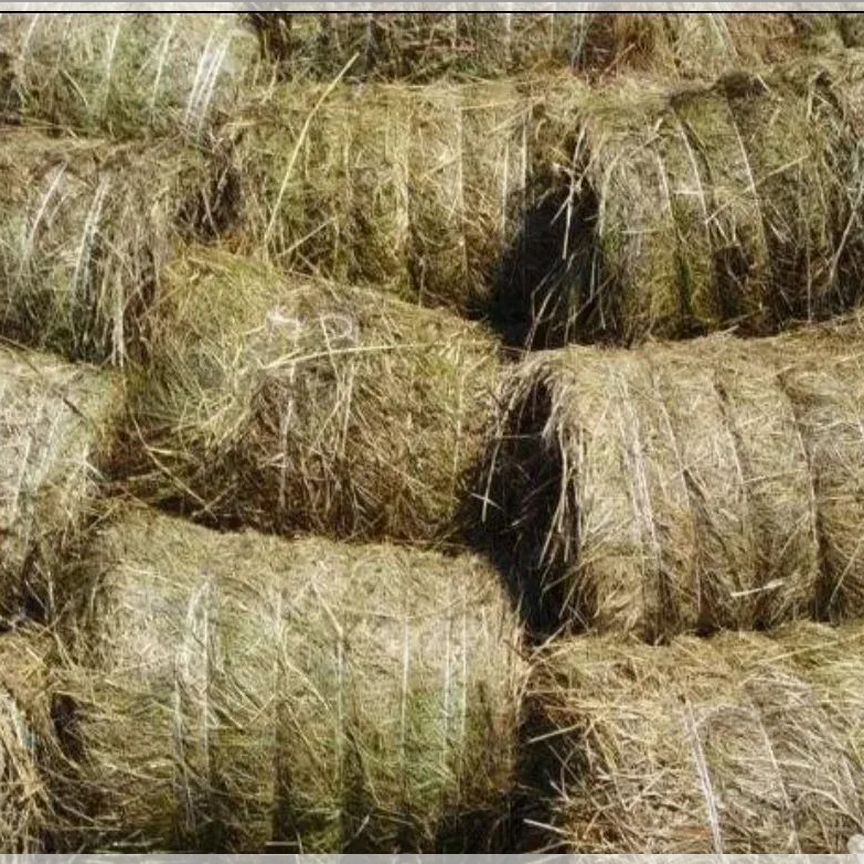 Сено в рулонах