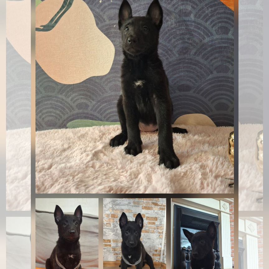 Бельгийская овчарка, щенок