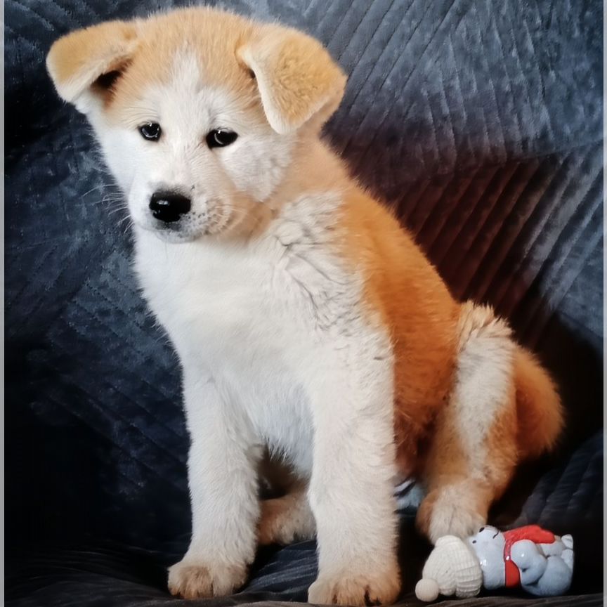 Акита-ину, щенок