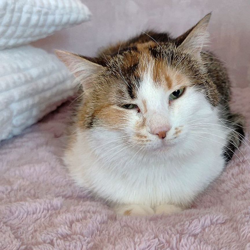 Взрослая, кошка в добрые руки