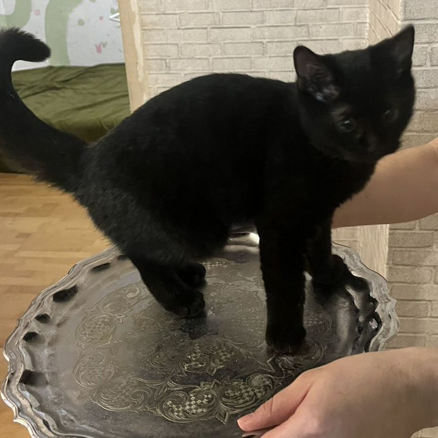 Черные котята