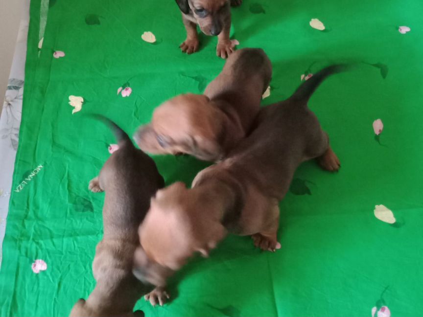 Щенки таксы