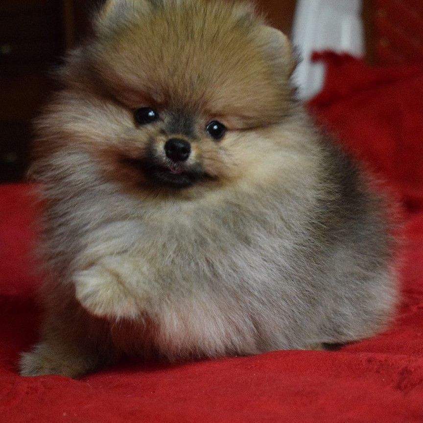 Красивый мальчик померанского шпица