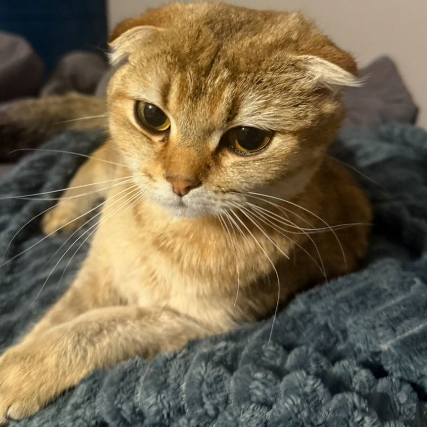 Кошка
