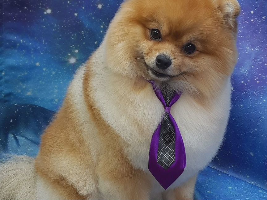 Немецкий шпиц вязка