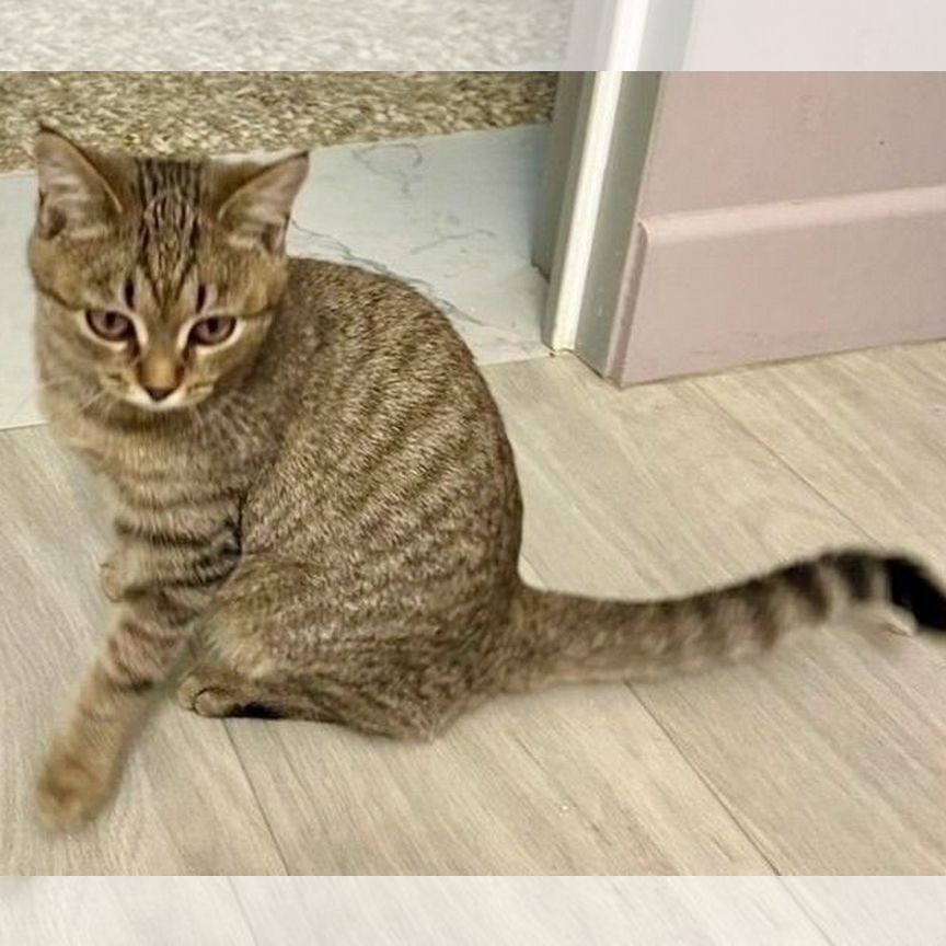 Европейский короткошёрстный котёнок