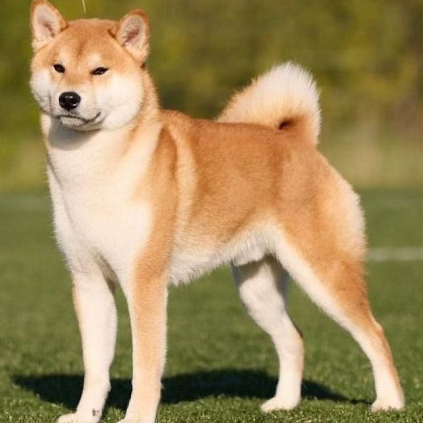 Сиба-ину кабель вязка