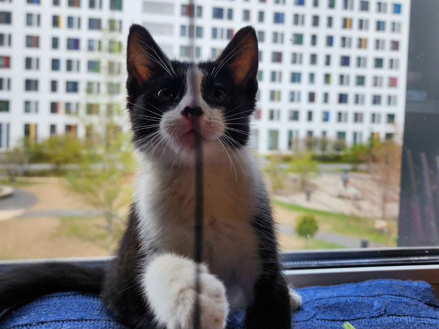 Котенок Комета ищет дом