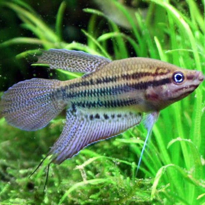 Гурами ворчащий