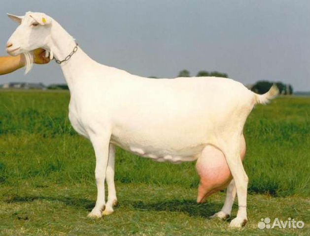 Зааненская коза племенная и козёл племенной