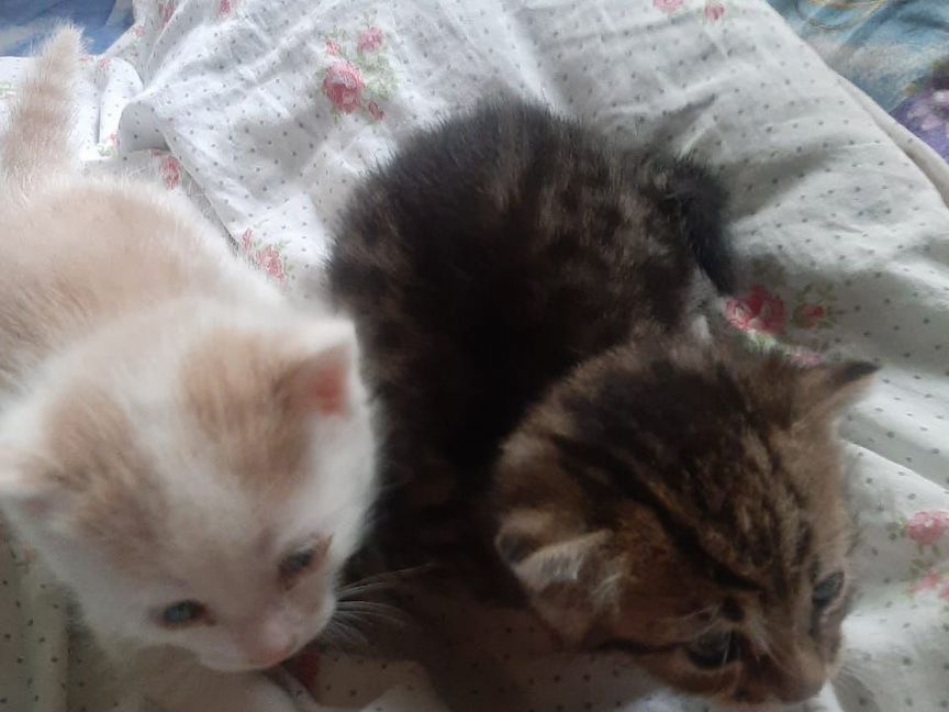 Котята в добрые руки