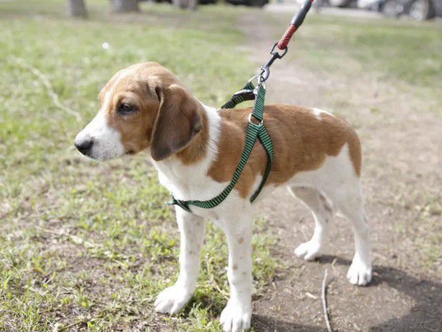 Щенки бигль