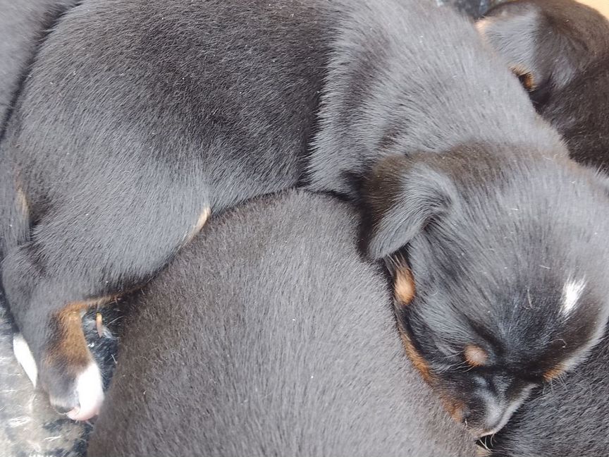 Собака в добрые руки отдам бесплатно