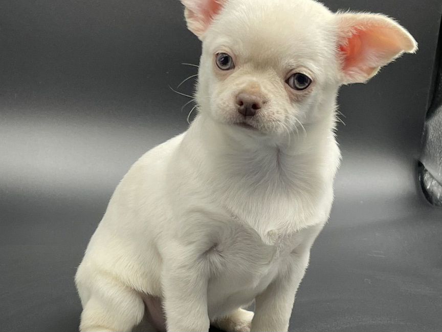 Милая булочка девочка чихуахуа РКФ