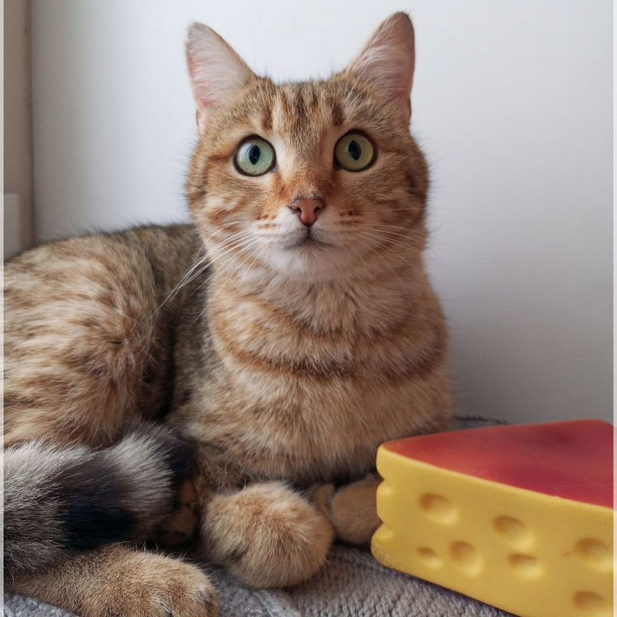 Взрослая, кошка в добрые руки