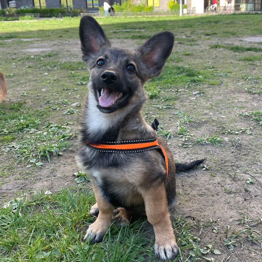 Щенок коротколапик