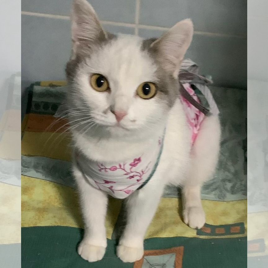 Взрослая кошка в добрые руки