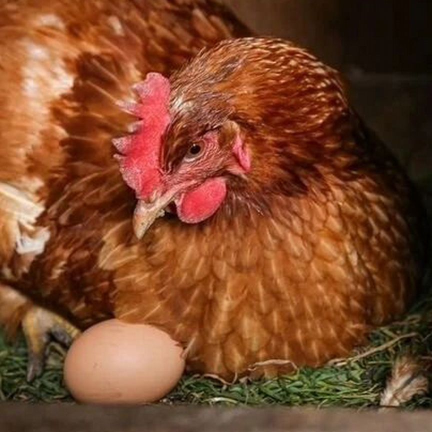 Куры несушки с доставкой