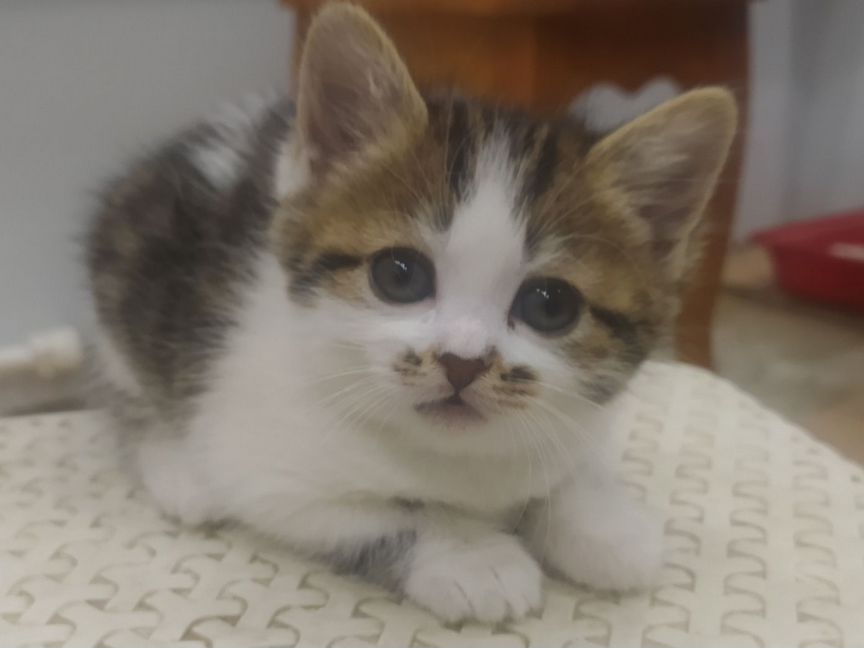 Кошечка трехцветная