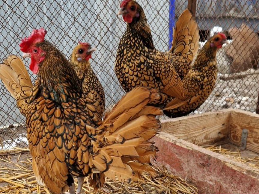 Мильфлер, сибрайт яйцо