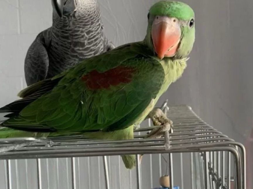 Попугай выкормыши