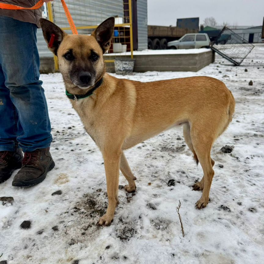 Маленькая собака в добрые руки