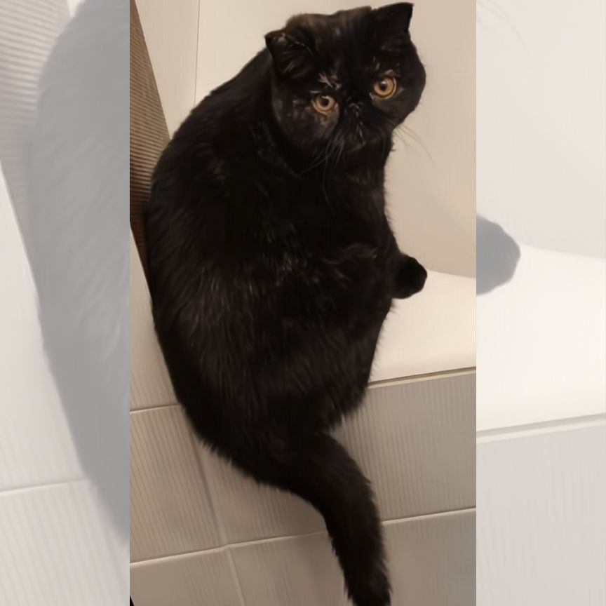 Экзотическая короткошёрстная кошка, взрослая