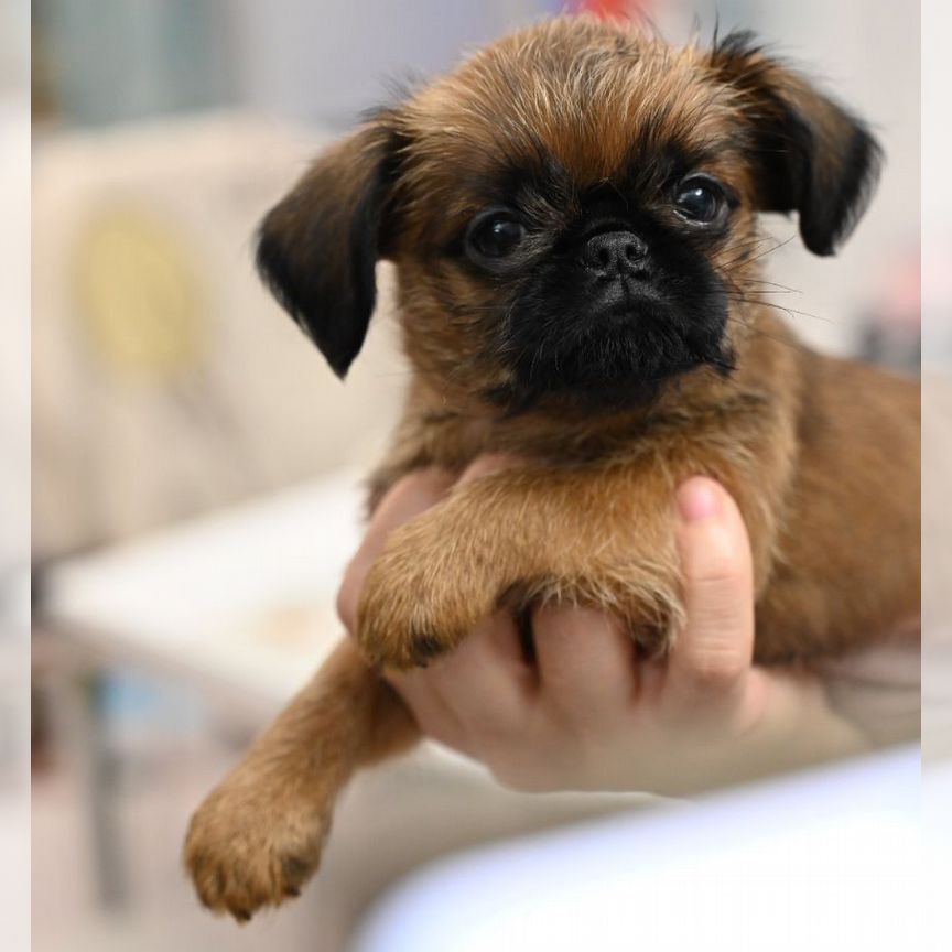 Брюссельский гриффон, щенок