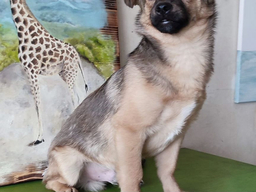 Собака в добрые руки