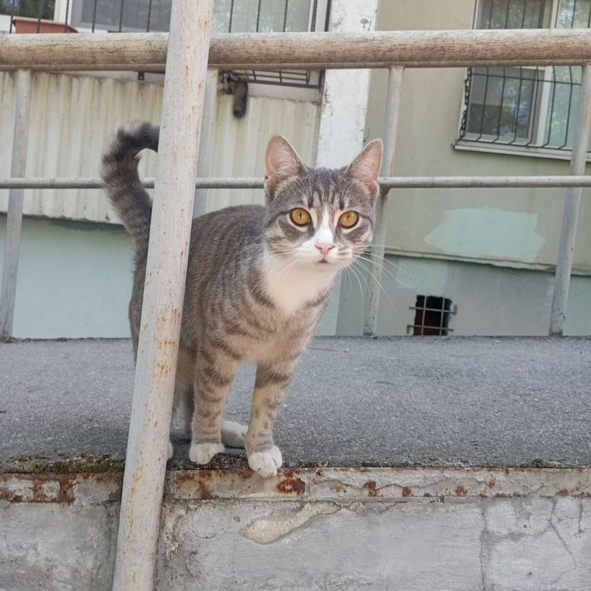 Кошечка осталась одна