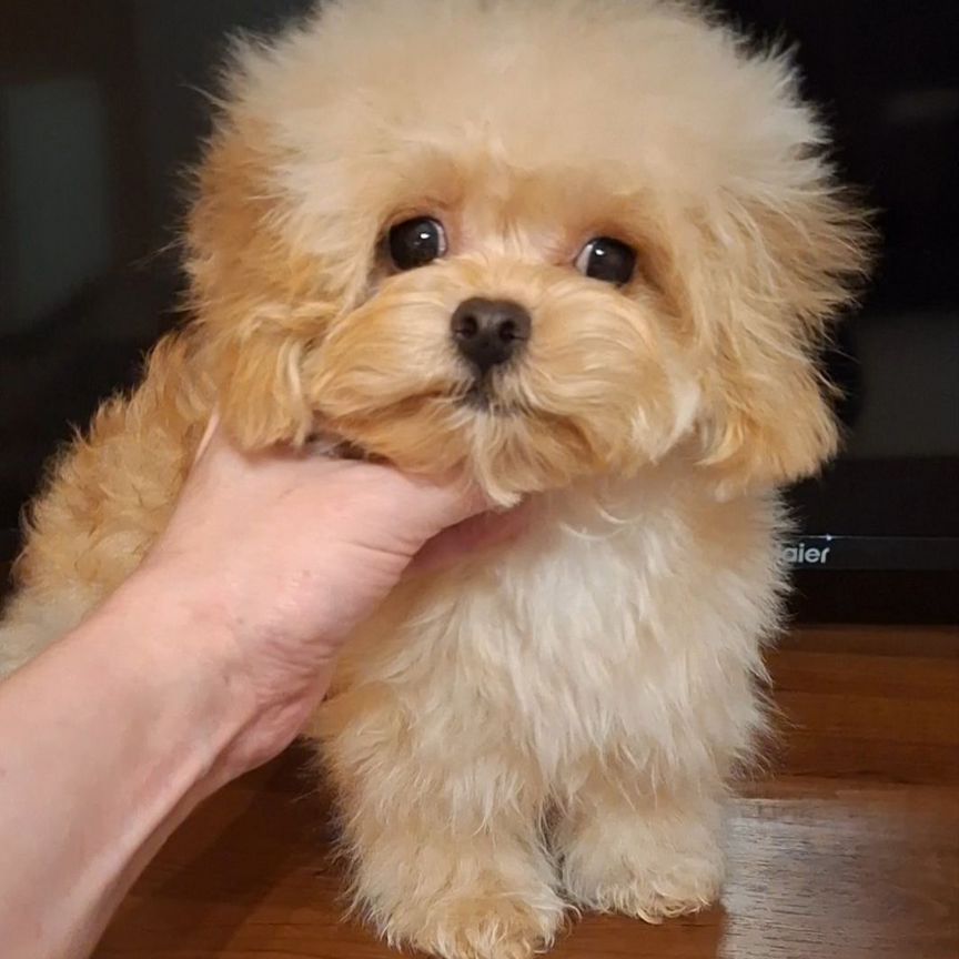 Мальтипу, щенок