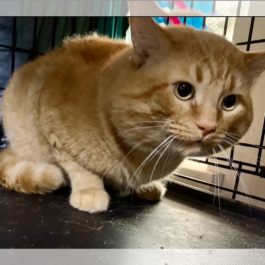 Взрослый кот в добрые руки