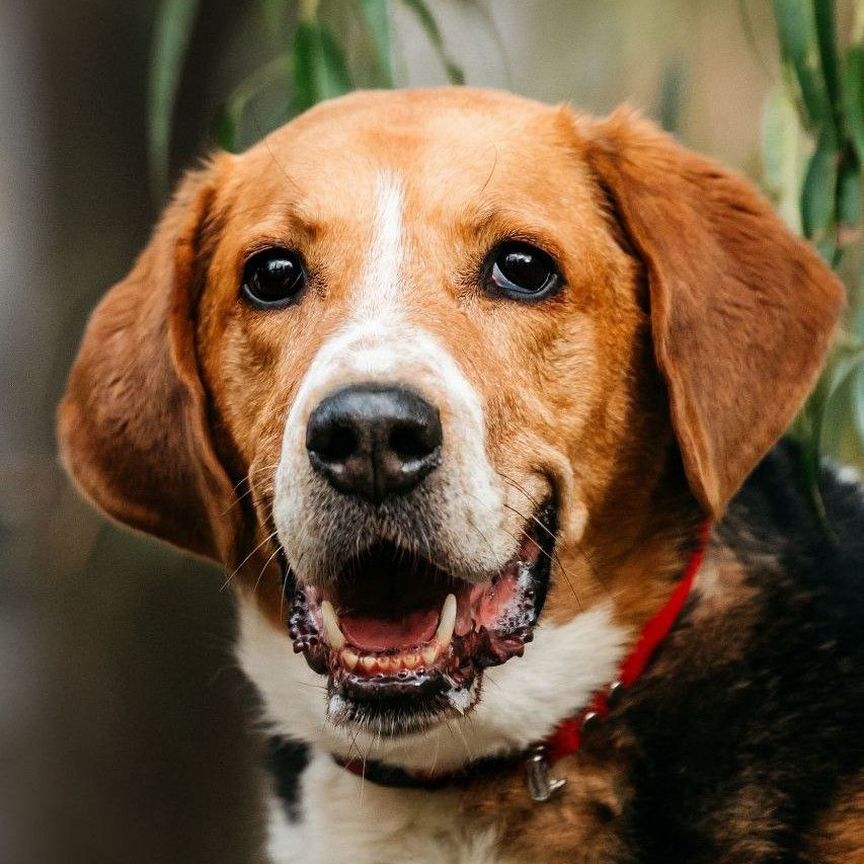 Взрослая собака в добрые руки