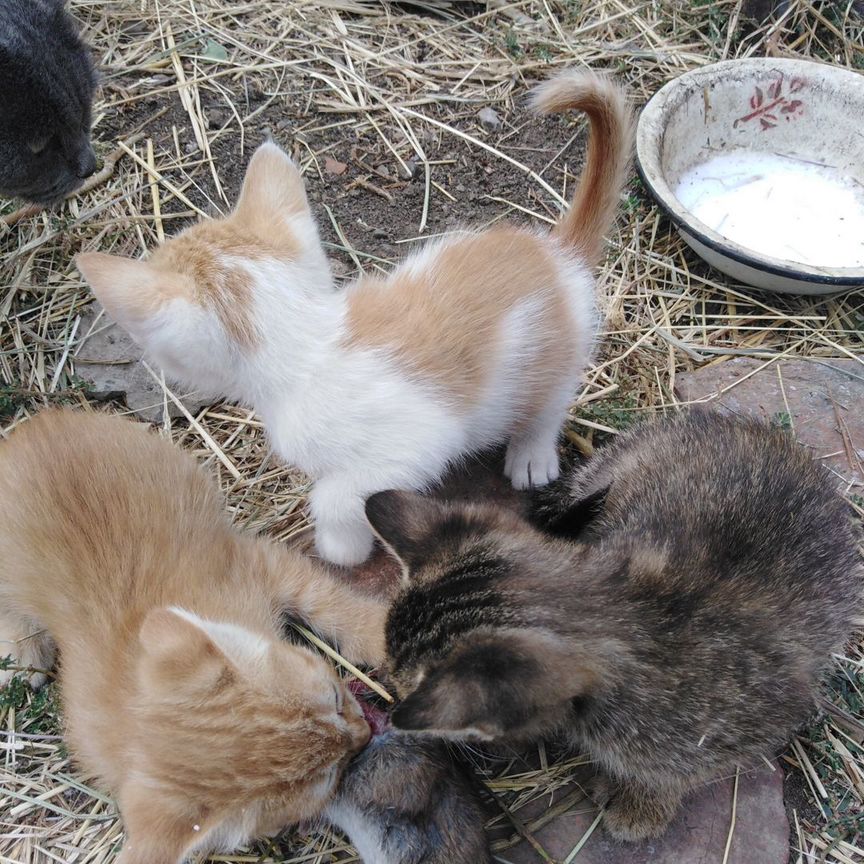 Отдам котят от крысоловки
