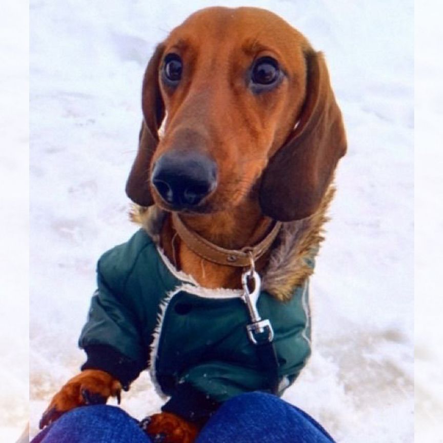 Такса, взрослый пёс