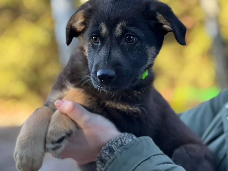 Щенок в добрые руки