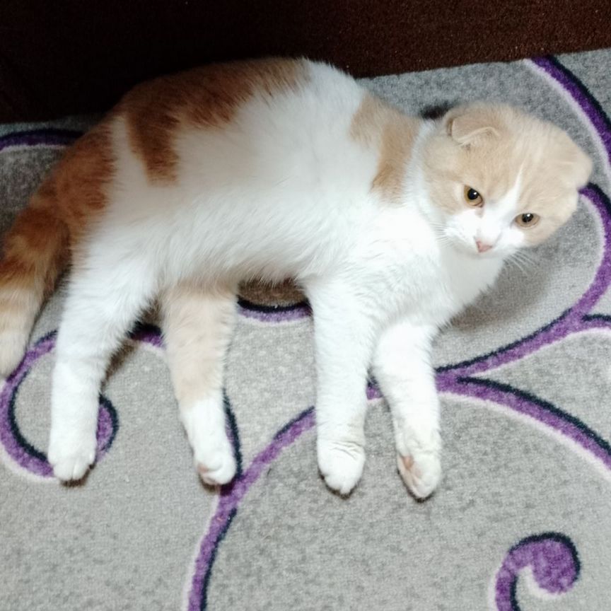 Шотландский вислоухий короткошёрстный котёнок