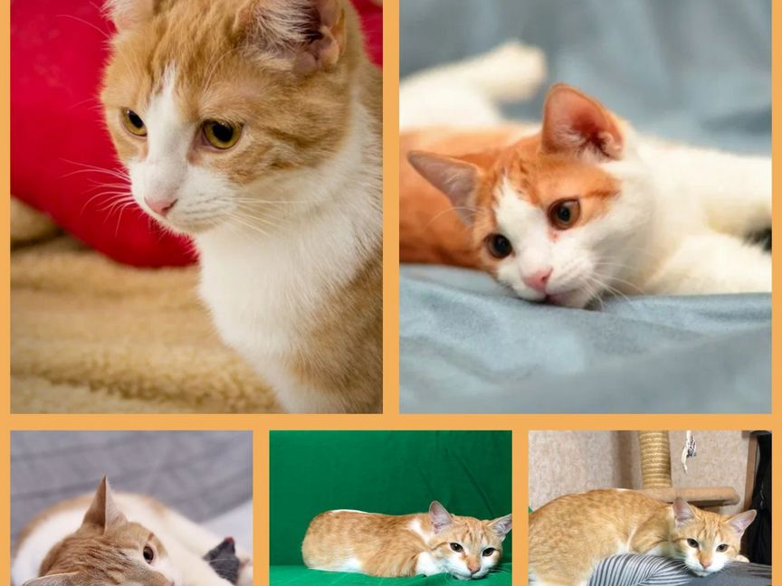 Кошки в добрые руки бесплатно