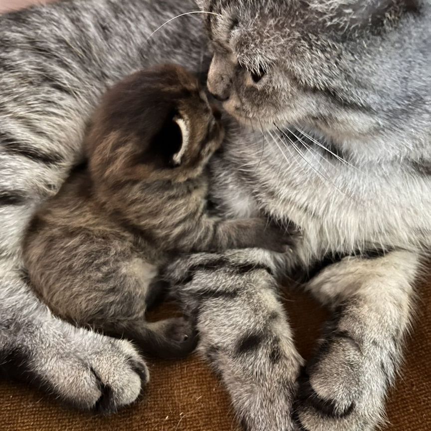 Плюшевые котята