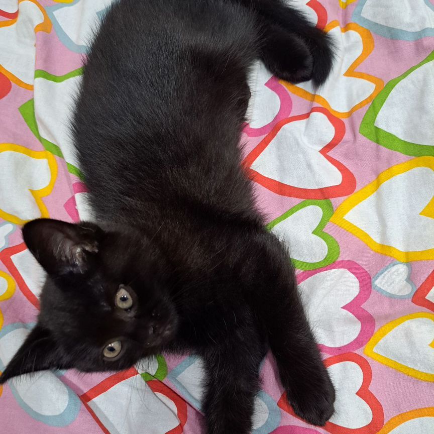 Котята отдам бесплатно в добрые руки